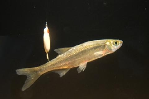 Hooking Minnows Ice Fishing | Bass Pro Shops