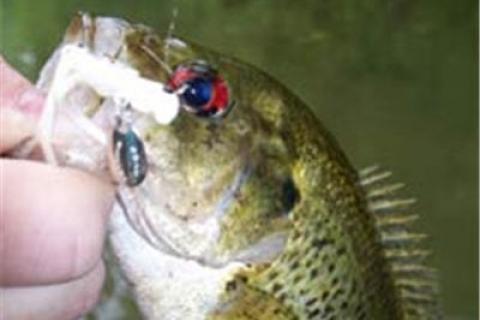 Goggle-Eye or Rock Bass Fishing Tactics | Bass Pro Shops