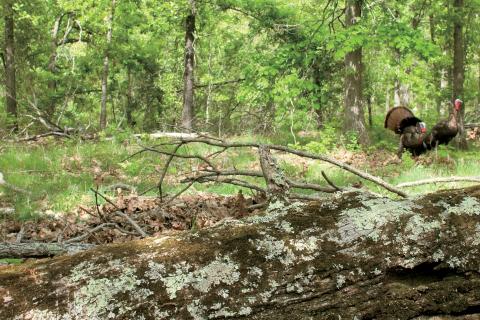 Turkey Decoy Tips for Success | Bass Pro Shops